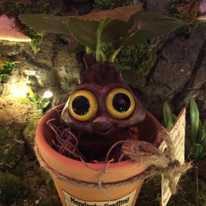 Mandrake Plant Seedling - Adorable Magical Root in A Small Terracotta ...