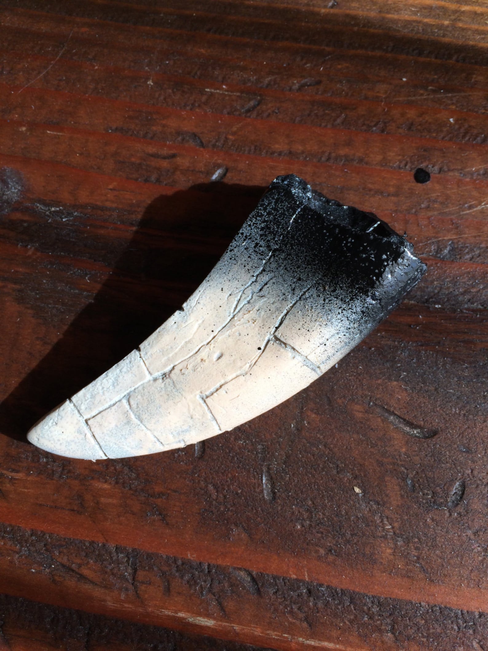 Full Size Dragon Tooth Collected From A Live Dragon - Etsy