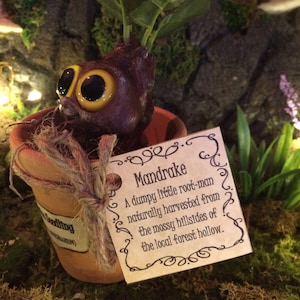 Mandrake Plant Seedling - Adorable Magical Root in A Small Terracotta ...