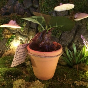 Mandrake Plant Seedling - Adorable Magical Root in A Small Terracotta ...