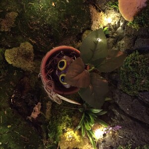 Mandrake Plant Seedling - Adorable Magical Root in A Small Terracotta ...