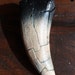 Full Size Dragon Tooth Collected From A Live Dragon - Etsy