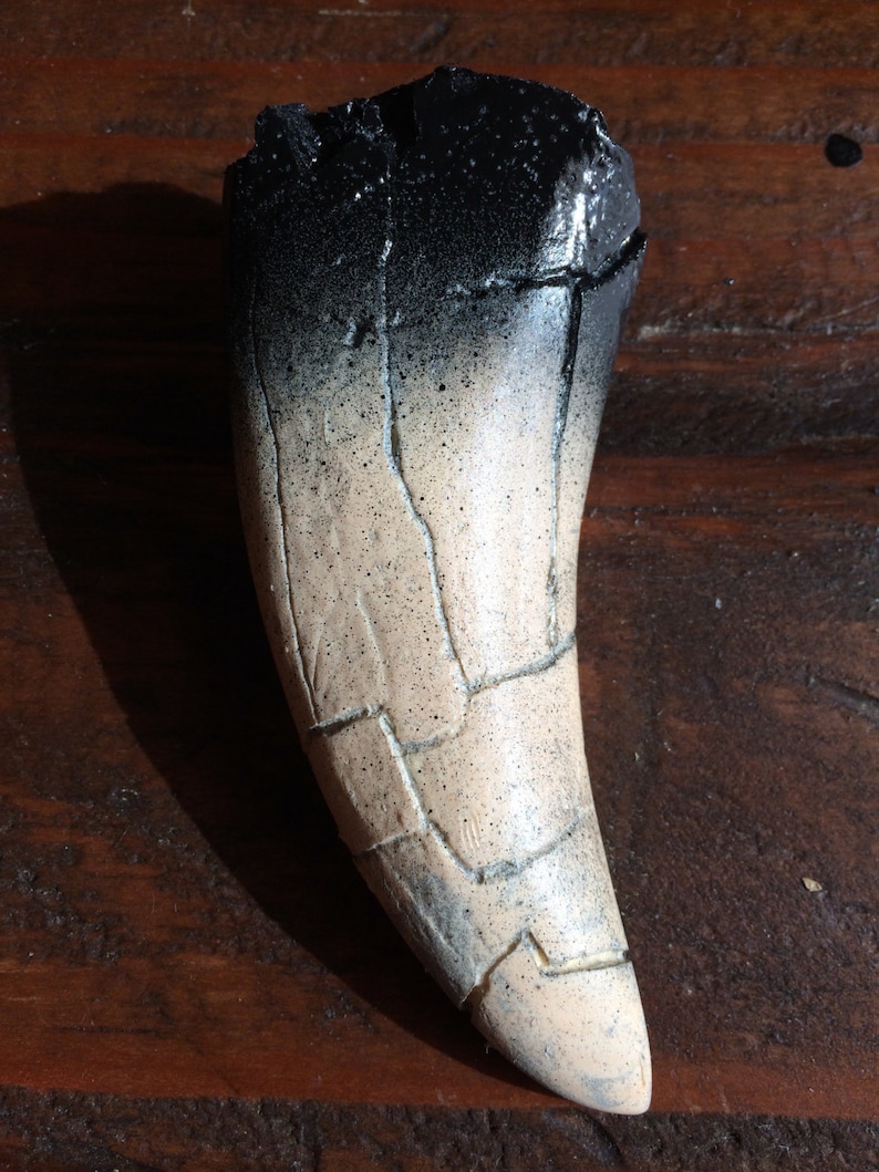 Full Size Dragon Tooth Collected From A Live Dragon | Etsy