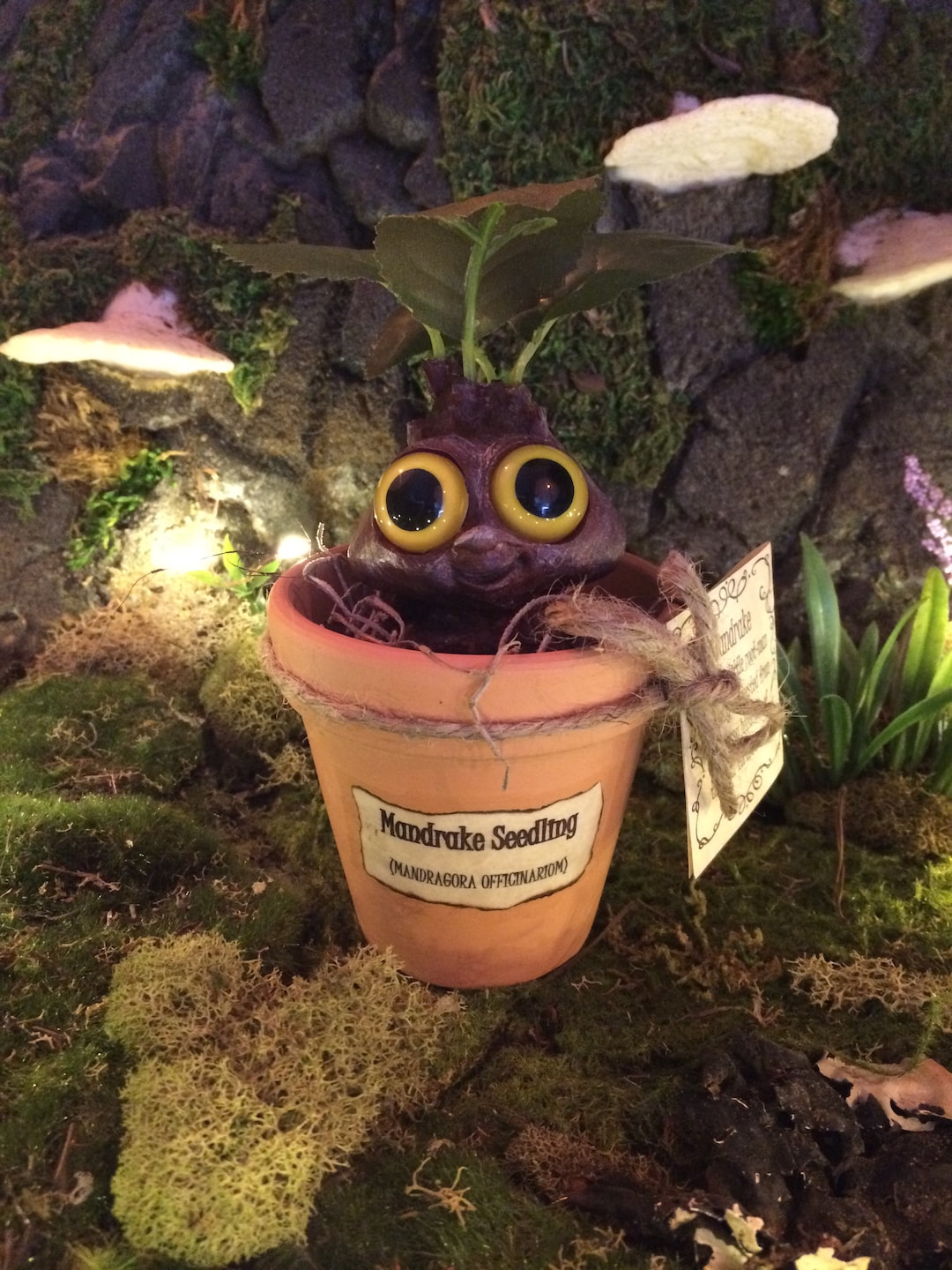 Mandrake Plant Seedling - Adorable Magical Root in A Small Terracotta ...