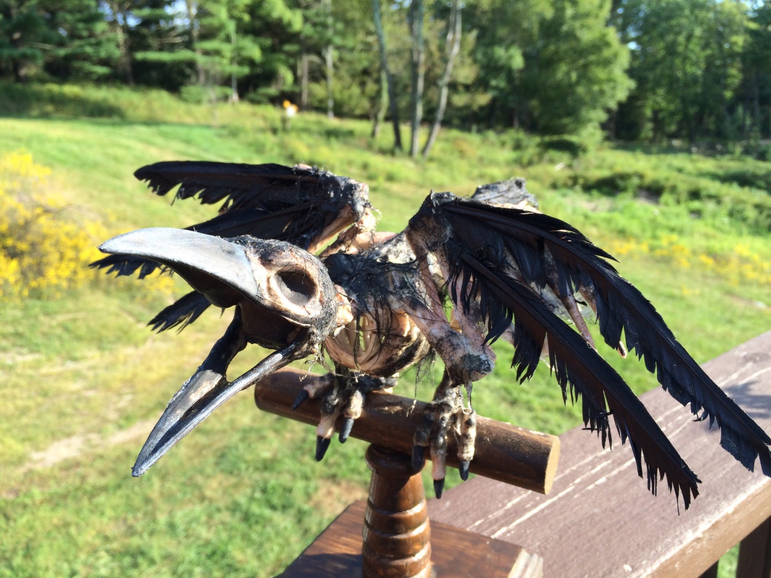 Raven Skeleton Prop on A Rustic Wooden Perch | Etsy