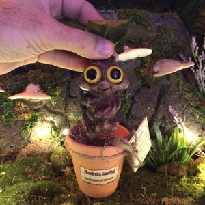 Mandrake Plant Seedling - Adorable Magical Root in A Small Terracotta ...