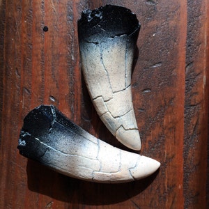 Full Size Dragon Tooth Collected From A Live Dragon - Etsy