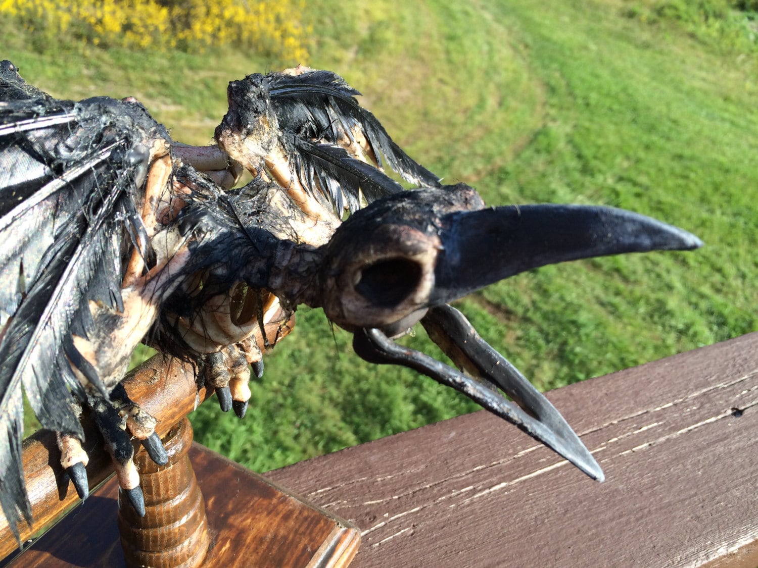 Raven Skeleton Prop on A Rustic Wooden Perch | Etsy