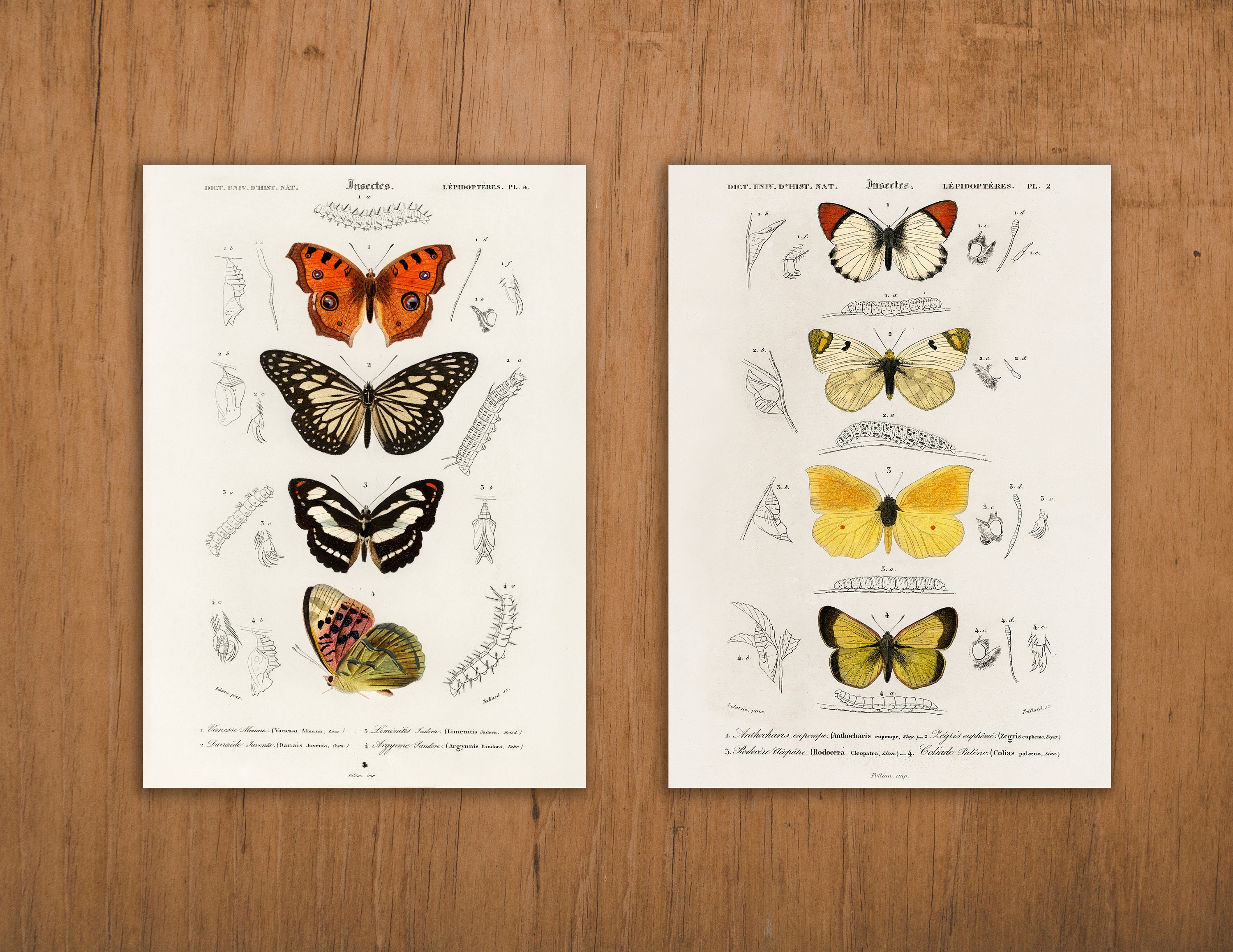 Butterfly Scientific Illustration