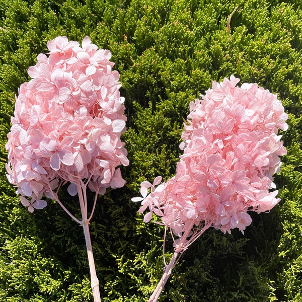 Preserved Hydrangea - Etsy