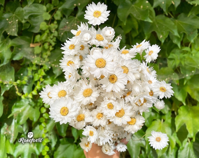 White Rodanthe Daisy White Dried Flower Sunray Daisy Dry Flower Home ...