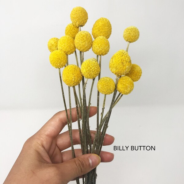 Dried Billy Balls - Etsy