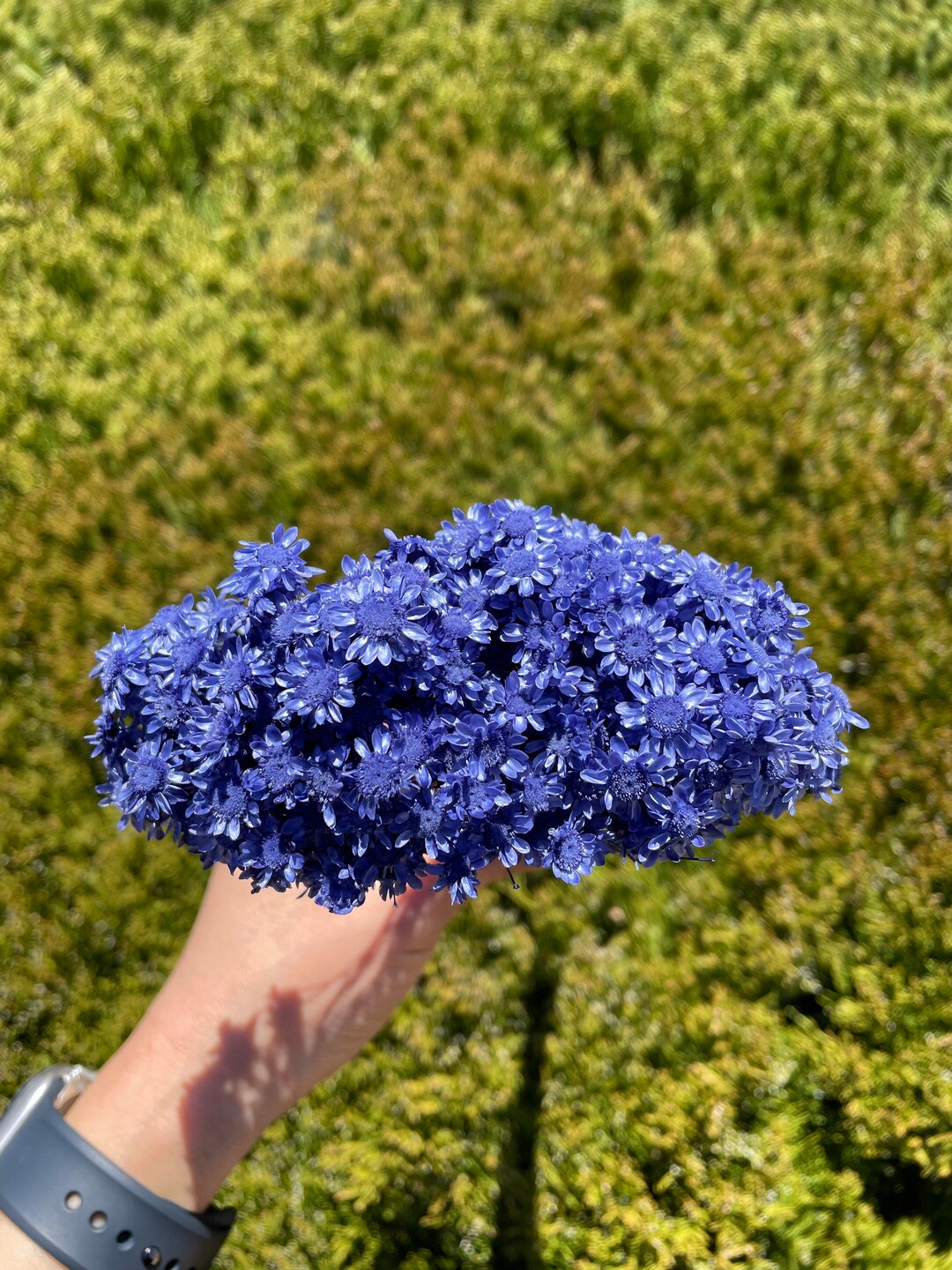 Cobalt Blue Star Flower Blossom Floral Arrangement Dried - Etsy