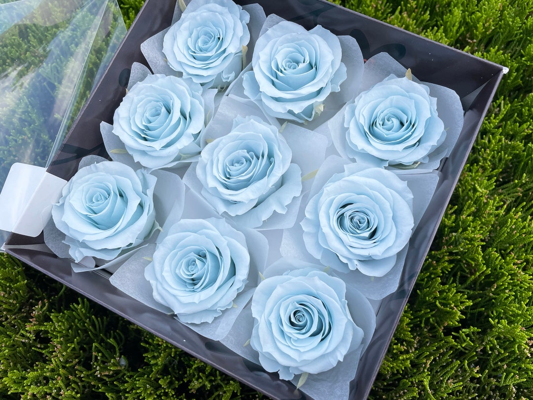 9 Baby Blue Roses, Rose Kanon Medium, Preserved Roses, Wedding Rose ...