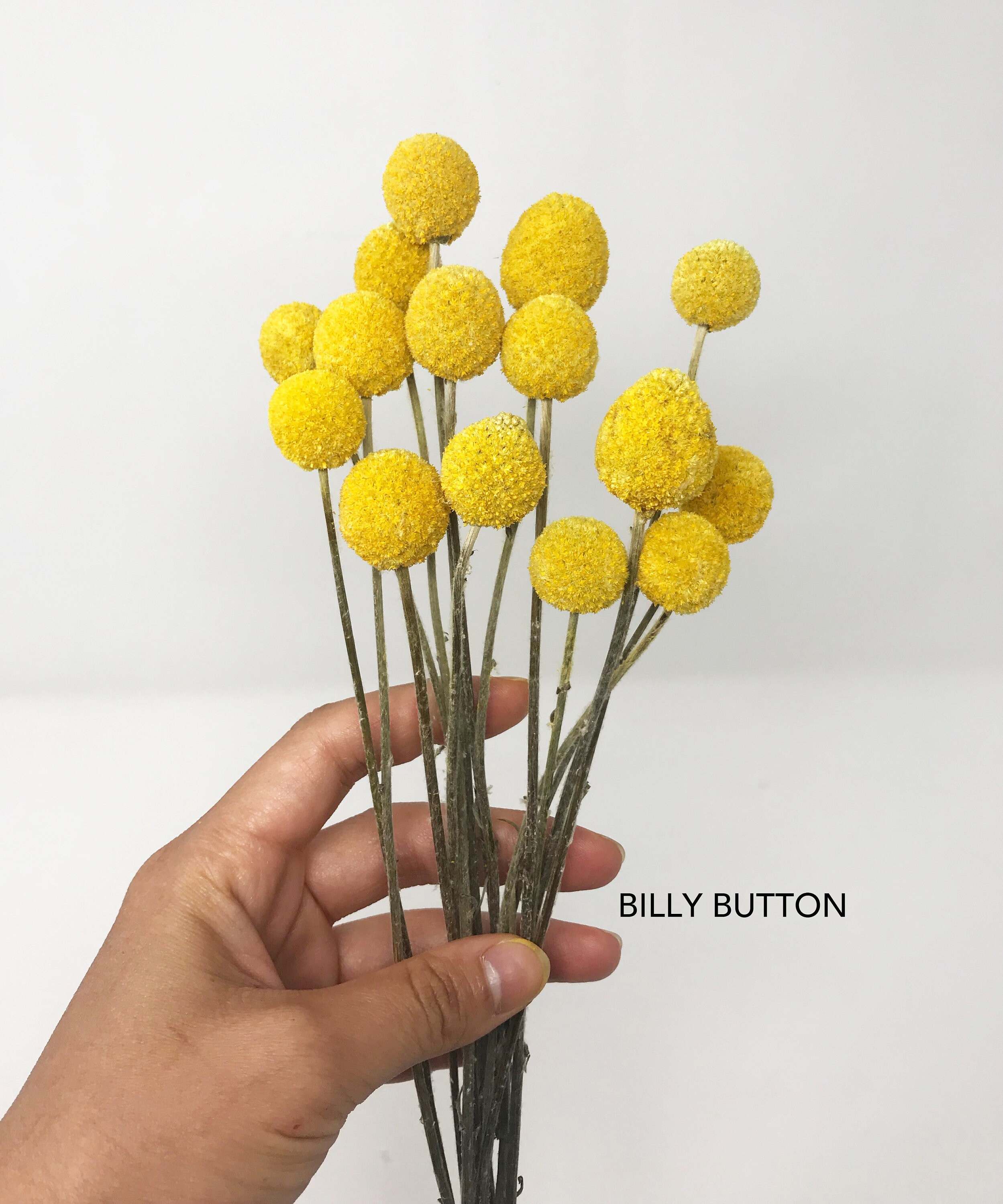 Home & Living Dried Billy Button Craspedia Bunch Floral Arrangements etna.com.pe