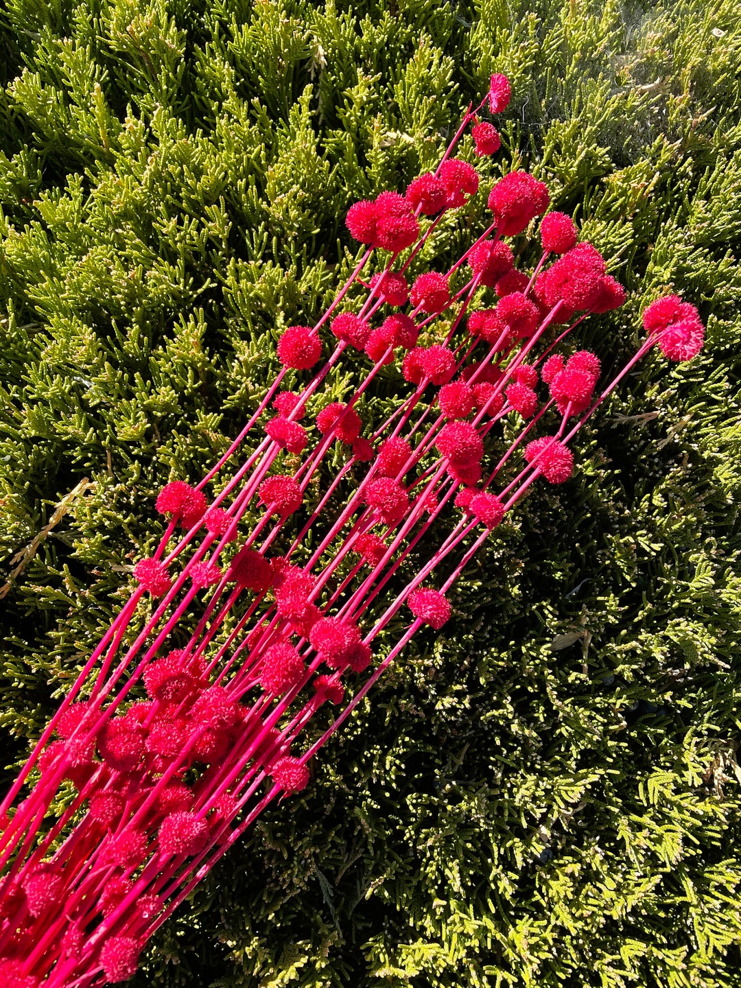 Red Pong Pong Flower Dried DIY Floral Arrangement Red Stem Flower Red ...