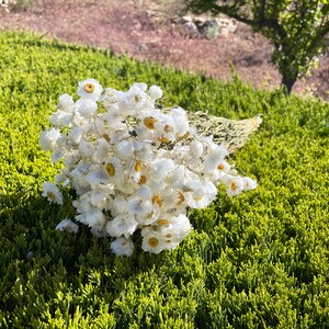 White Rodanthe Bunch Daisy White Dried Flower Sunray Daisy Dry Flower ...
