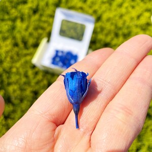 0.375 Inch Grand Blue Rose Tiny MICRO Preserved Rose SMALL Floral ...
