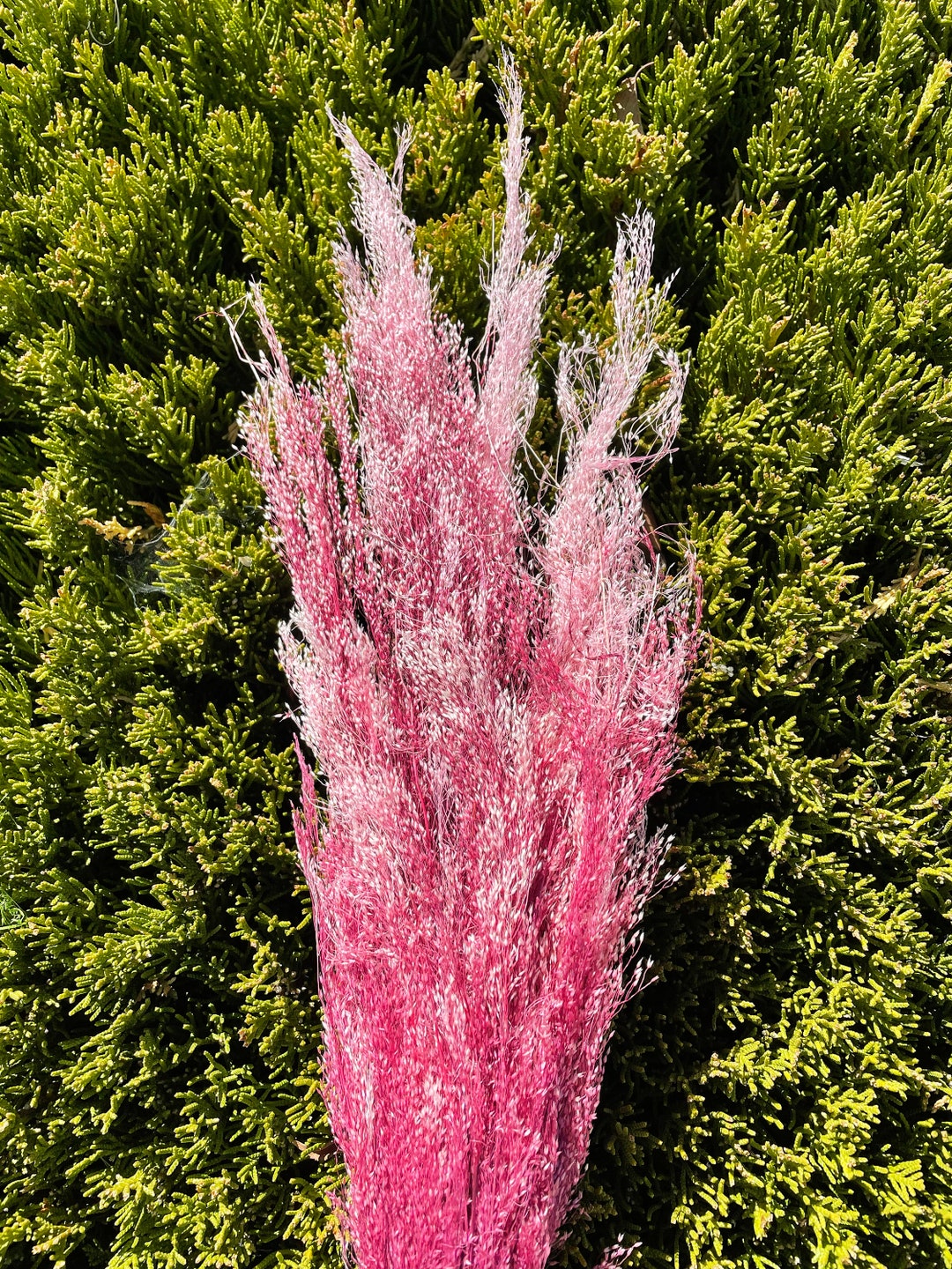 Agrostis Rose Gradation Pink Dried Flower Pink Wedding Decor Pink ...
