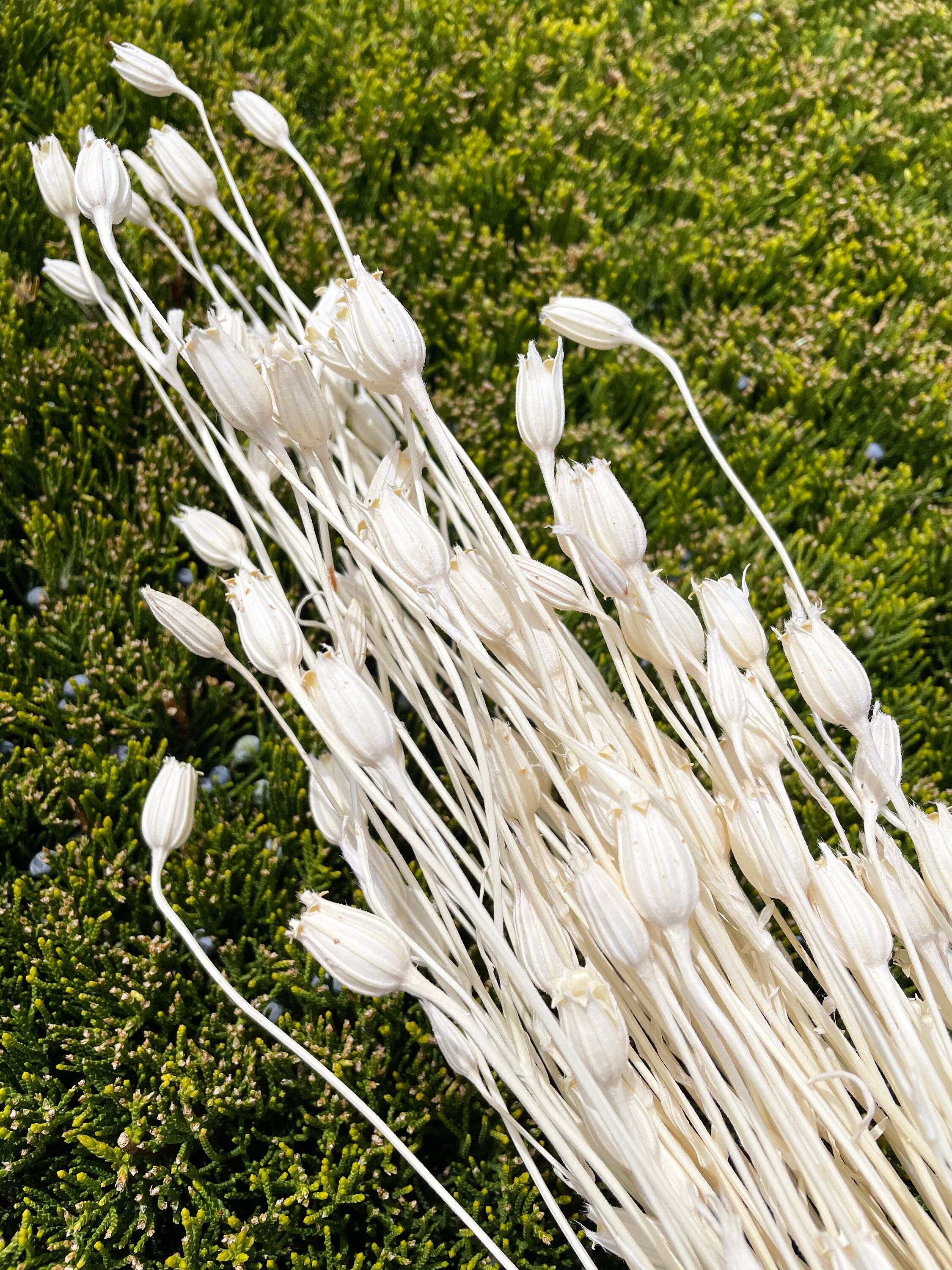 White Florentiner Dried Flower 30g Flowers Decor DIY Floral Arrangement ...
