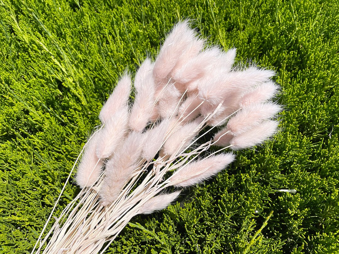 Pink Beige Lagurus Pink Dried Flower 15g Hare's Tail Grass Pink Floral ...