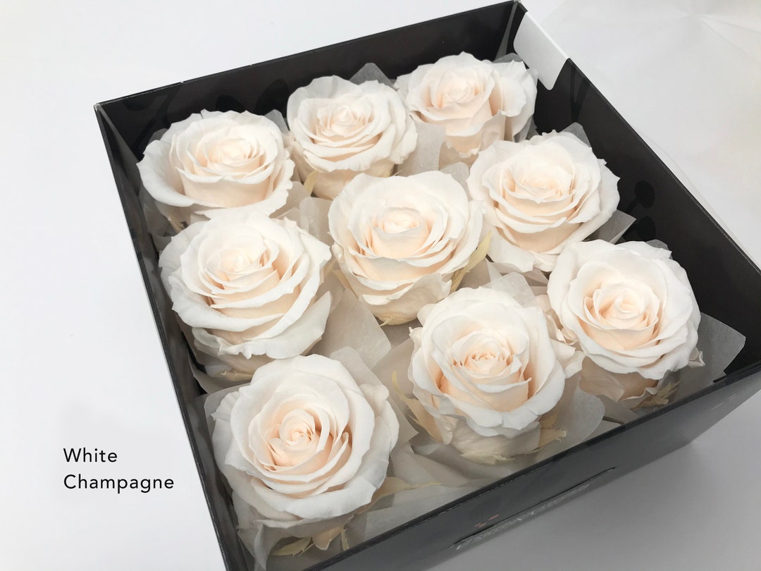 Rose White Champagne Color Rose Medium Size off White Preserved Rose ...