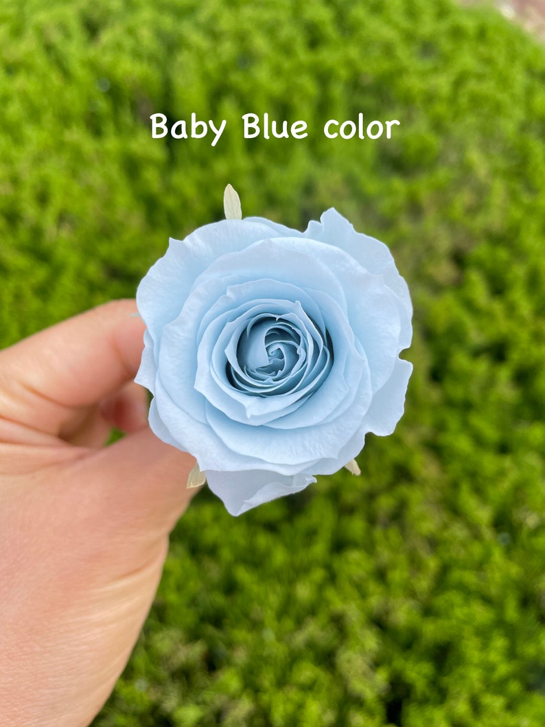 9 Baby Blue Roses Rose Kanon Medium Preserved Roses Wedding - Etsy