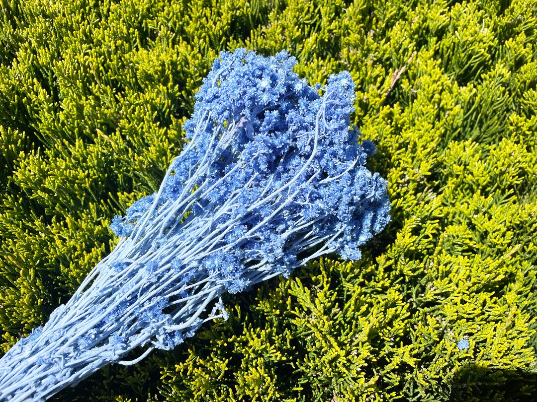 Soda Blue Crispum Dried Blue Flower DIY Home Decor Floral Arrangement ...