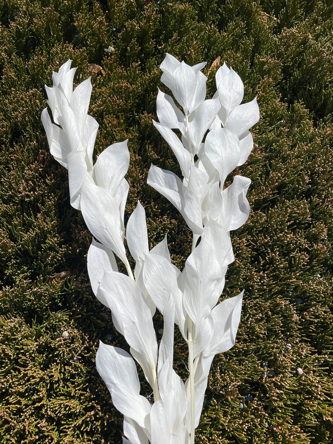 Off White Ruscus Garden Dried Flower White Floral Arrangement Stem ...