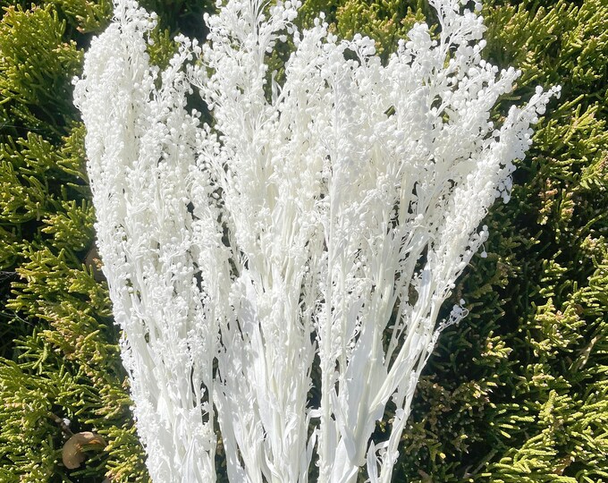 White Solidago White Dried Flower Preserved White Flower Home Decor Dry ...