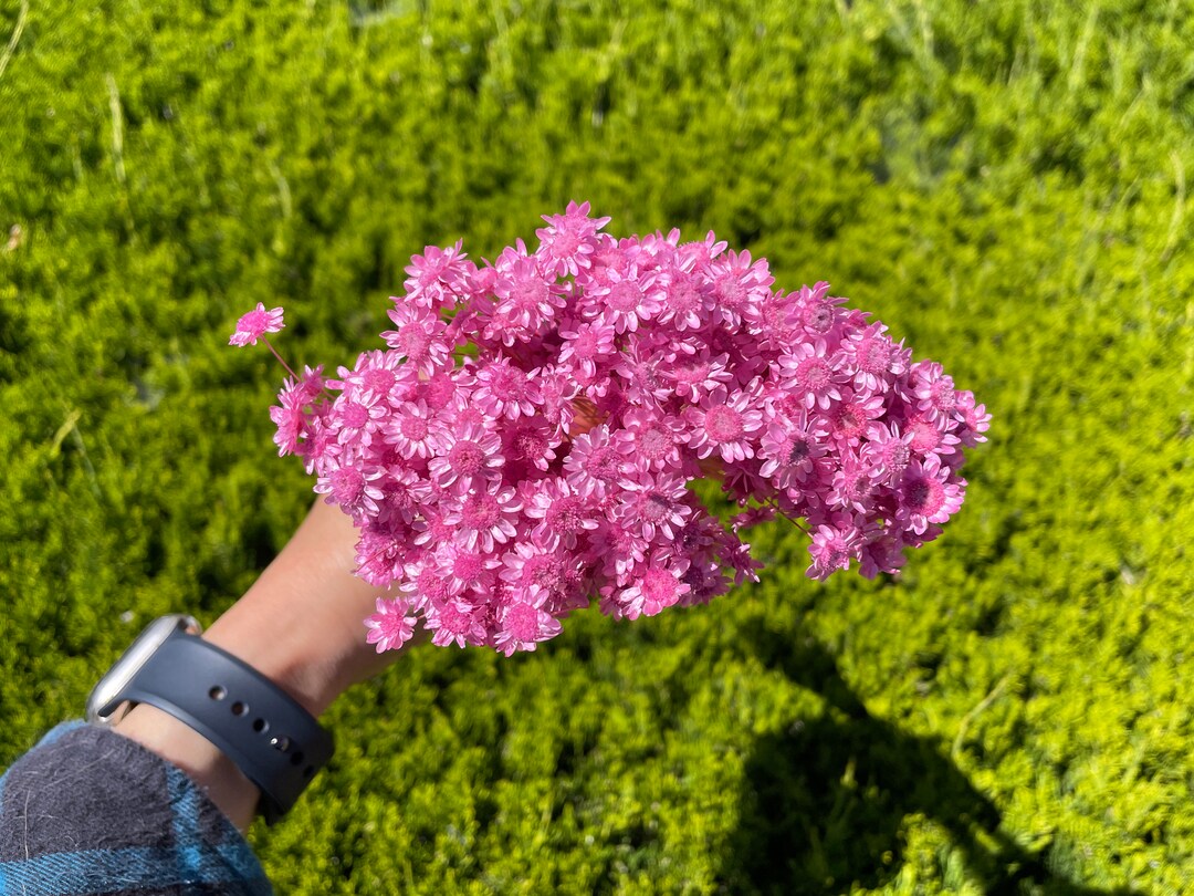 Strawberry Star Flowers Blossom Pink Dried Flower Wedding Deco DIY Home ...