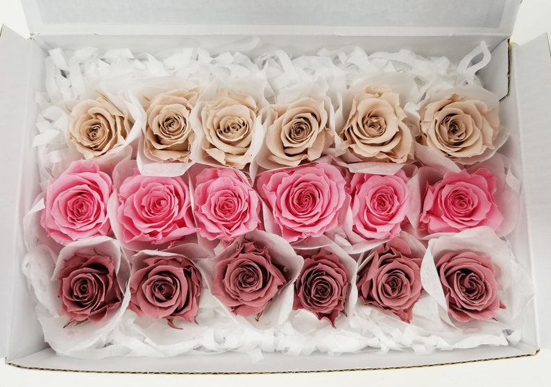 18 Preserved Roses / 3 Colors Gift Roses Preserved Flowers - Etsy