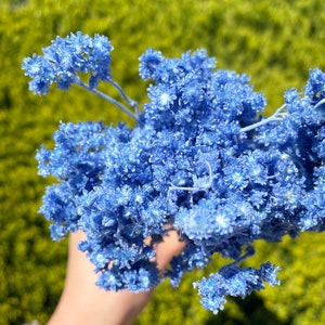 Soda Blue Crispum Dried Blue Flower DIY Home Decor Floral Arrangement ...