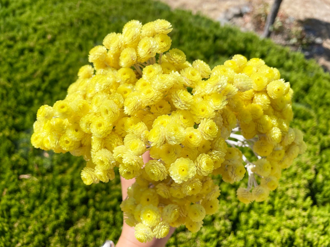 Yellow Helichrysum Immortelle Dried Flower Preserved Floral Arrangement ...