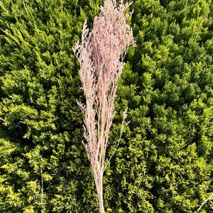 Caspia PINK BEIGE Floral Arrangement Dried Flower Gift Pink Dry Flower ...