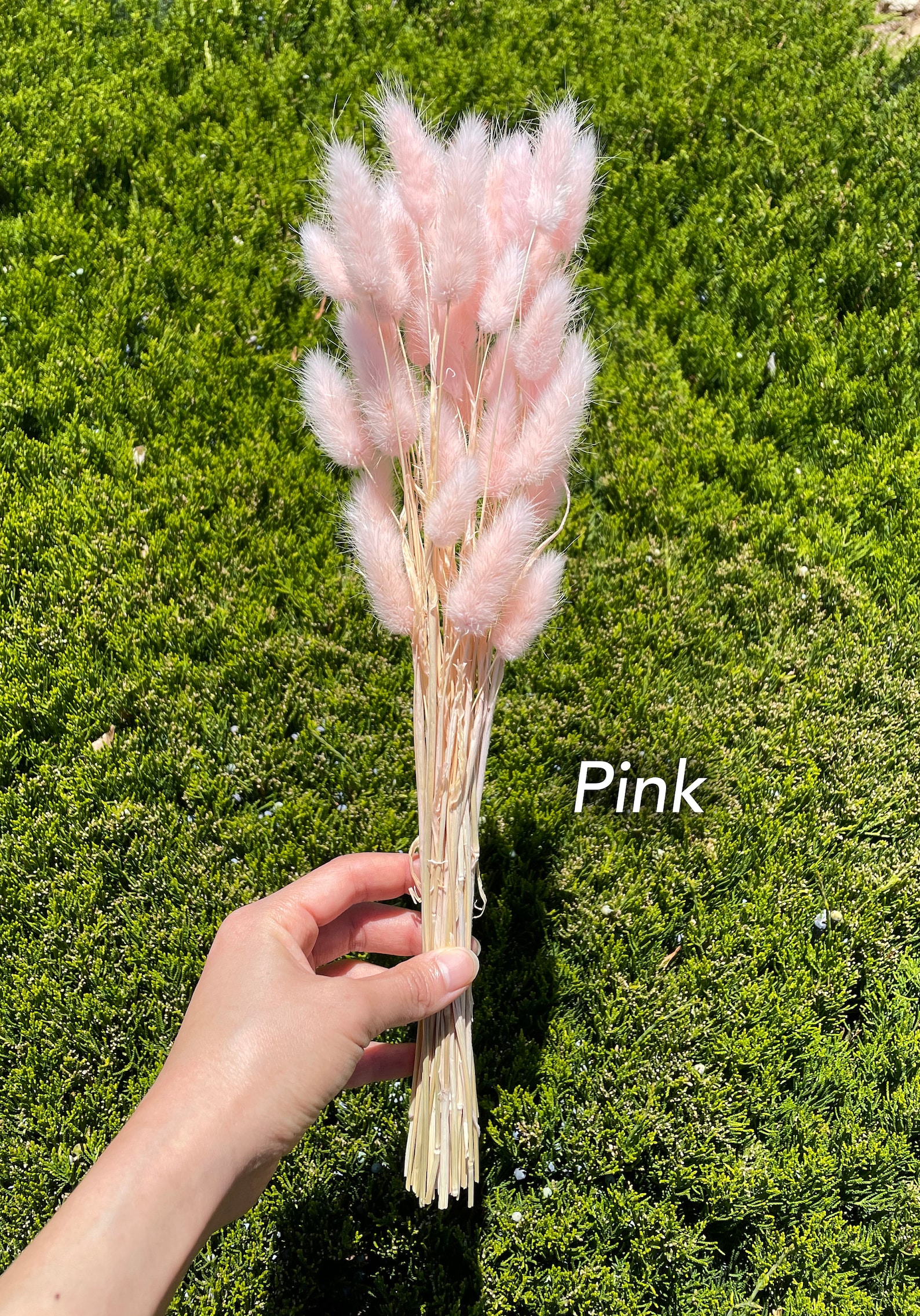 Natural Pink Bunny Tail Dry Flowers Bundle Flower - Etsy