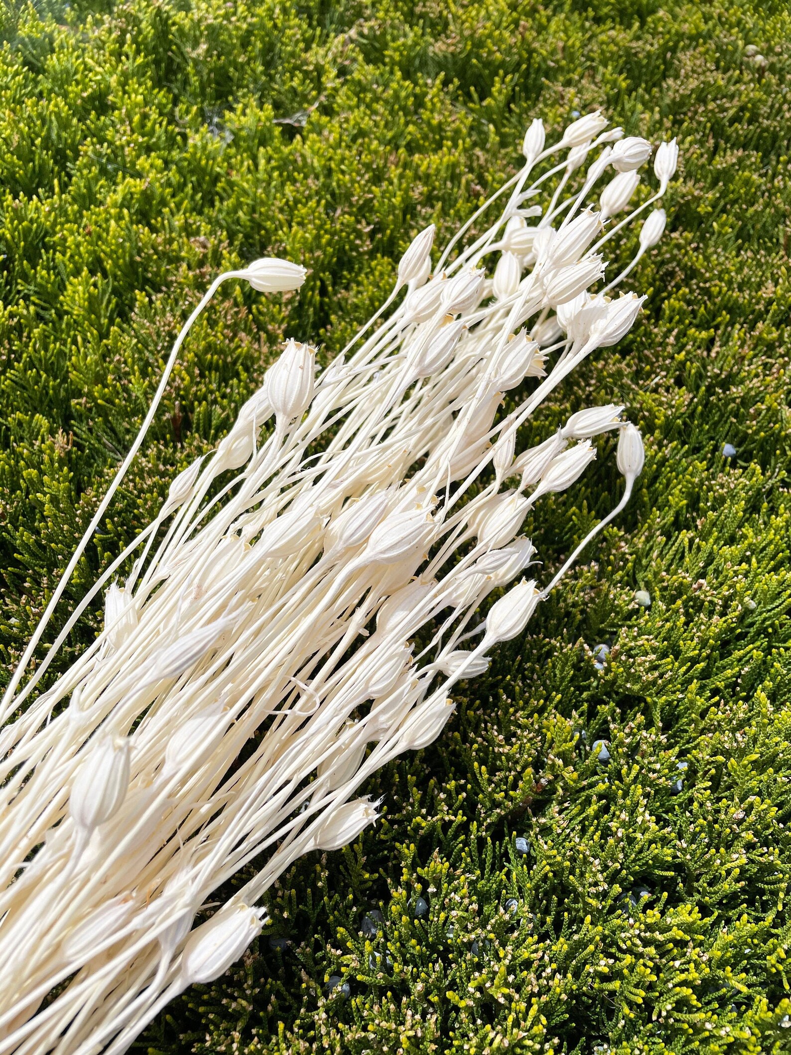White Florentiner Dried Flower 30g Flowers Decor DIY Floral Arrangement ...