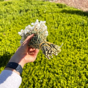 White Rodanthe Bunch Daisy White Dried Flower Sunray Daisy Dry Flower ...