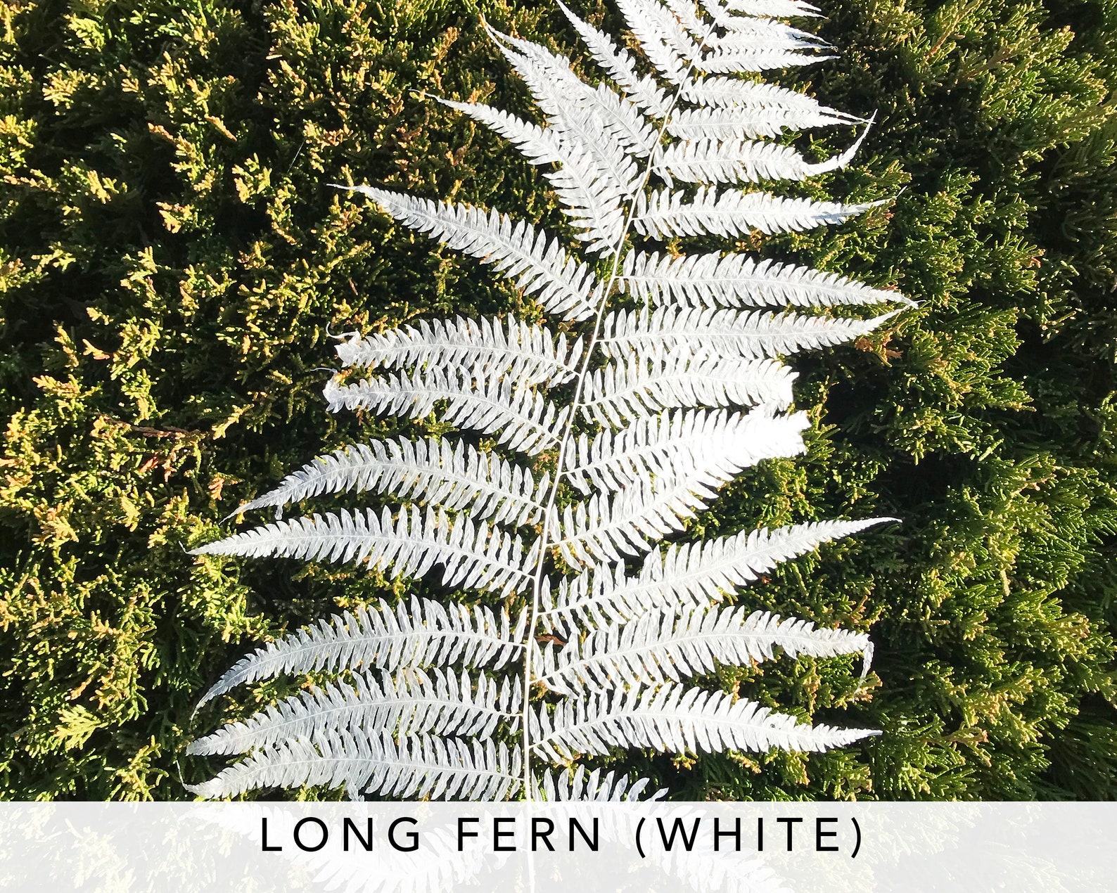 White Long Ferns Qty 10 Dried Flower Fern Wedding Decor Floral ...