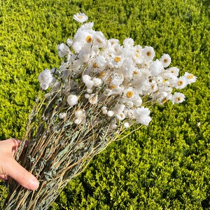 White Rodanthe Bunch Daisy White Dried Flower Sunray Daisy Dry Flower ...