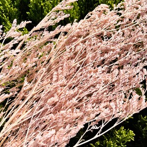 Caspia PINK BEIGE Floral Arrangement Dried Flower Gift Pink Dry Flower ...