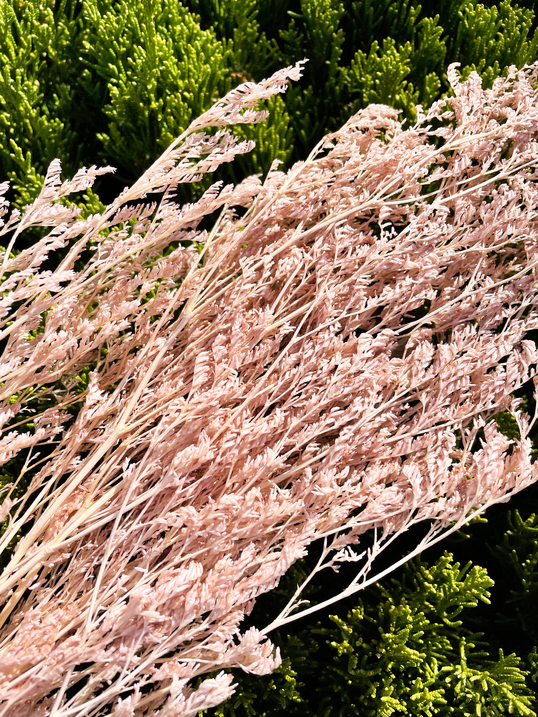 Caspia PINK BEIGE Floral Arrangement Dried Flower Gift Pink Dry Flower ...