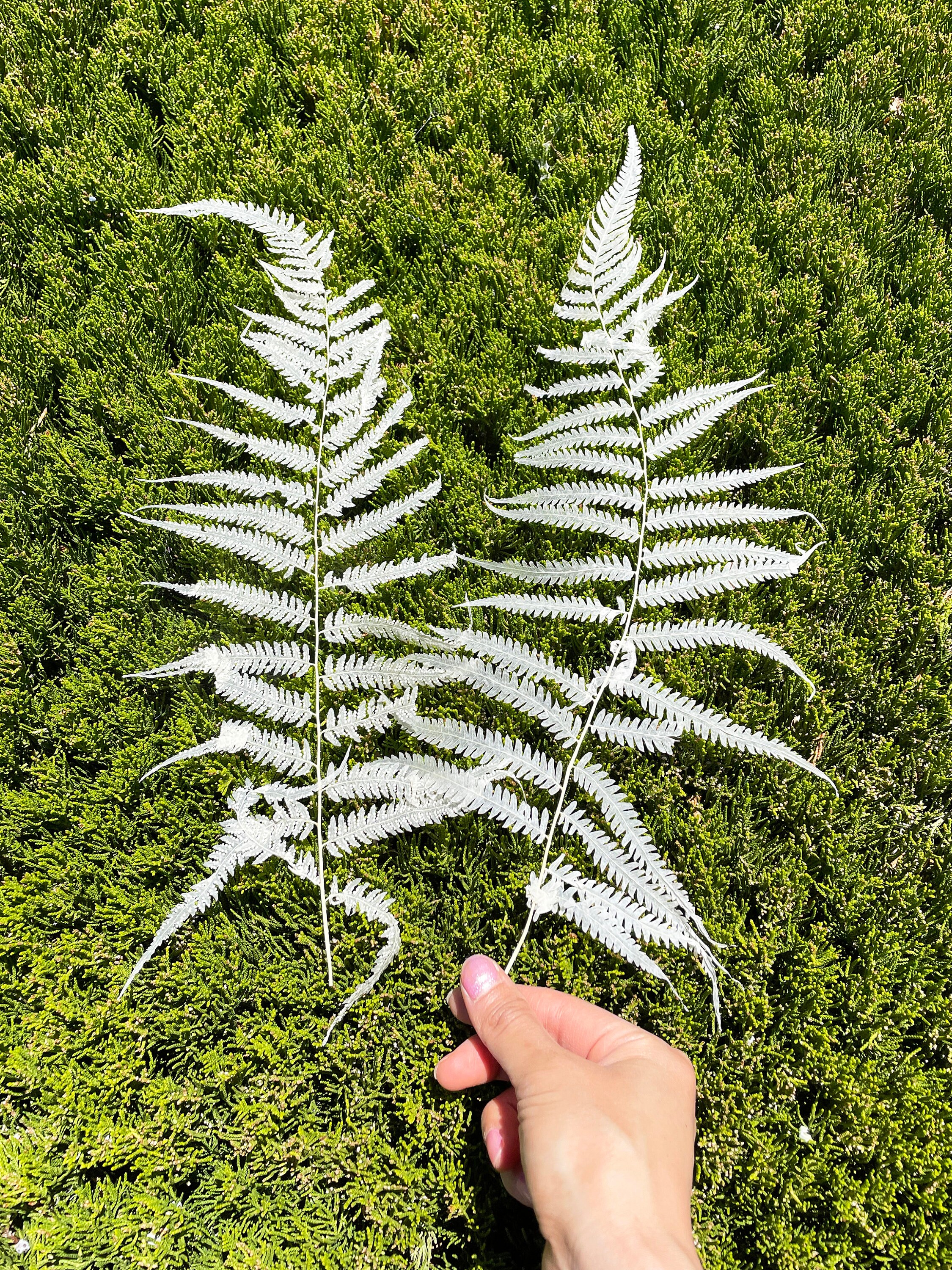 White Long Ferns Qty 10 Dried Flower Fern Wedding Decor Floral ...