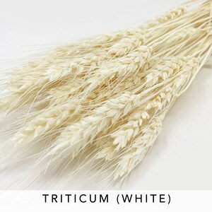 White Triticum Durum White Dried Flowers That Last a Year Floral ...