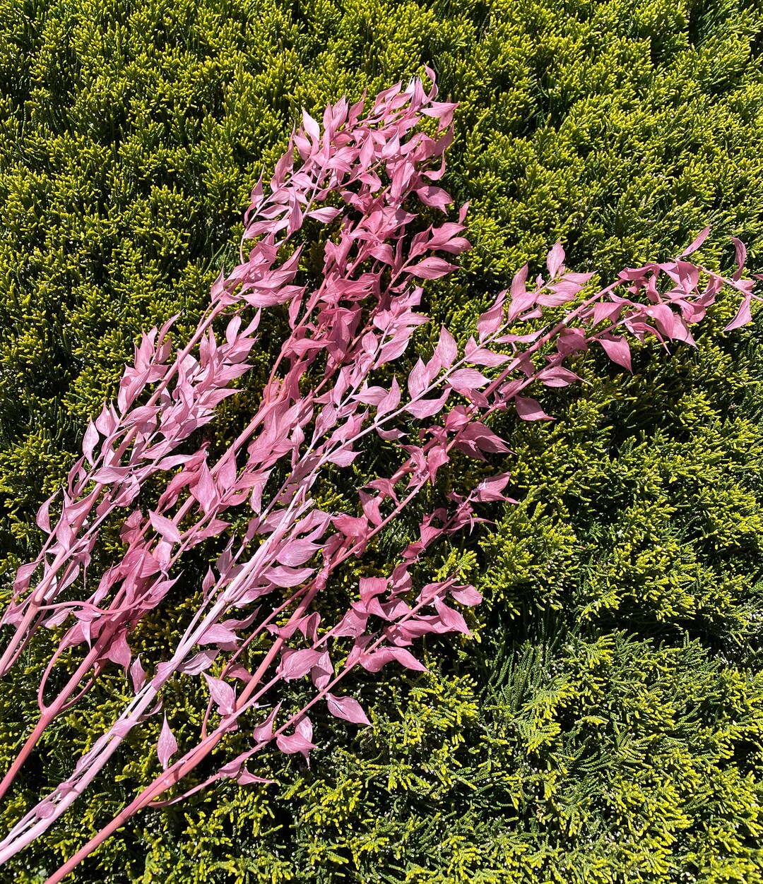 Ruscus Preserved Flower Esprit Pink Dried Floral Arrangement Wedding ...