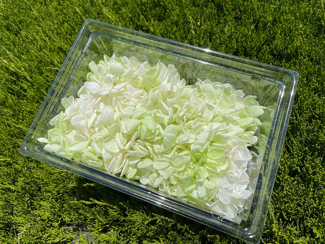 Preserved Hydrangea Green White Hydrangea Centerpiece Table Centerpiece ...