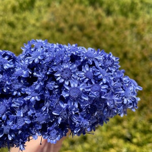 Cobalt Blue Star Flower Blossom Floral Arrangement Dried Flower ...
