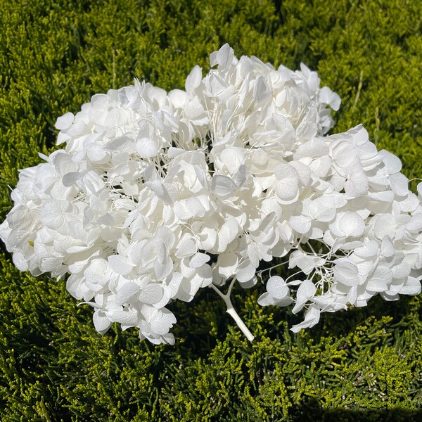 White Hydrangea - Etsy