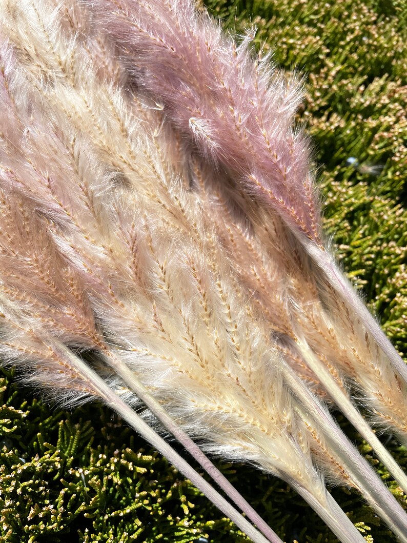 Tail Reeds DIY Floral Arrangements Dried Flowers Wedding - Etsy