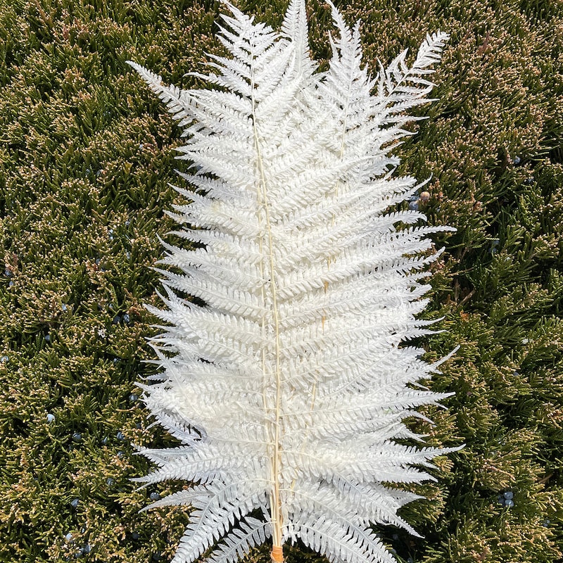 Bleached Fern - Etsy